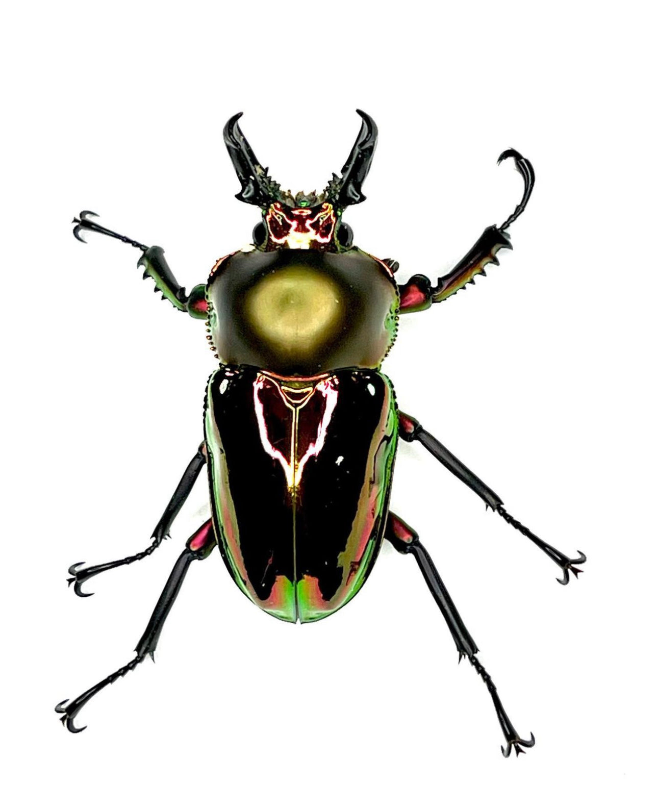 Rainbow Stag Beetle Larvae P. Muelleri l3 – Coast2CoastBeetles