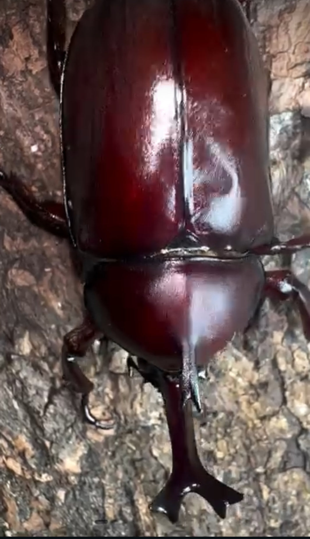 Products – Page 2 – Coast2CoastBeetles